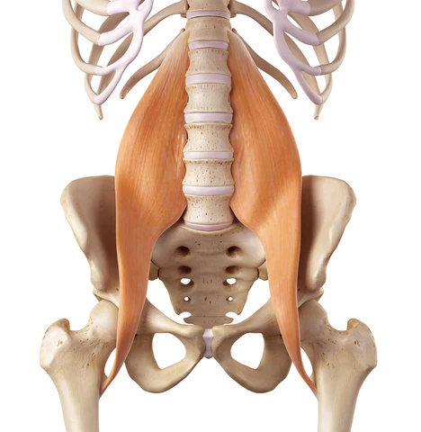 Psoas spier: sleutel tot minder stress en meer innerlijke balans